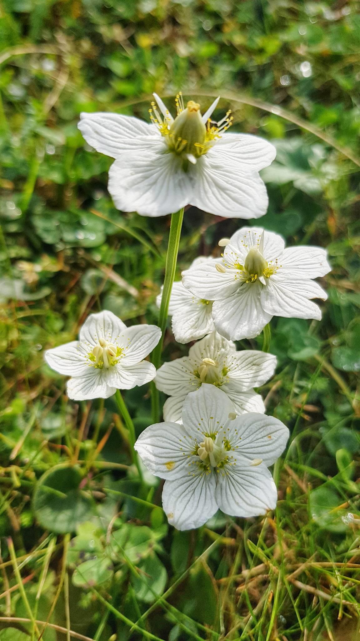 Escursione - Le fioriture della Lessinia - Visit Lessinia - Official ...
