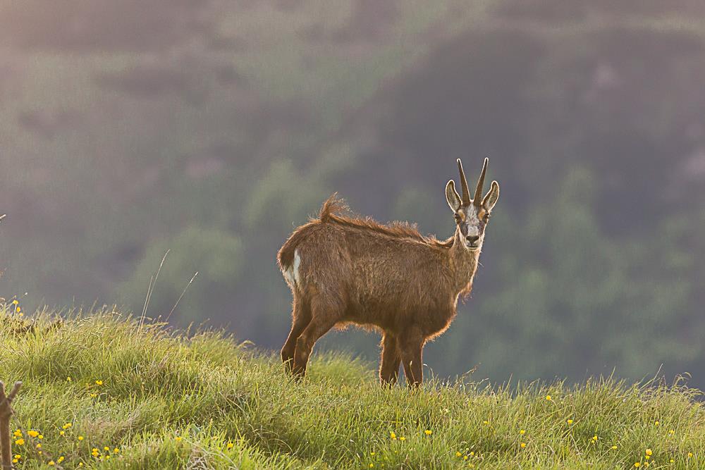 Scoprire la Fauna - 17 e 18 agosto - Visit Lessinia - Official tourist ...
