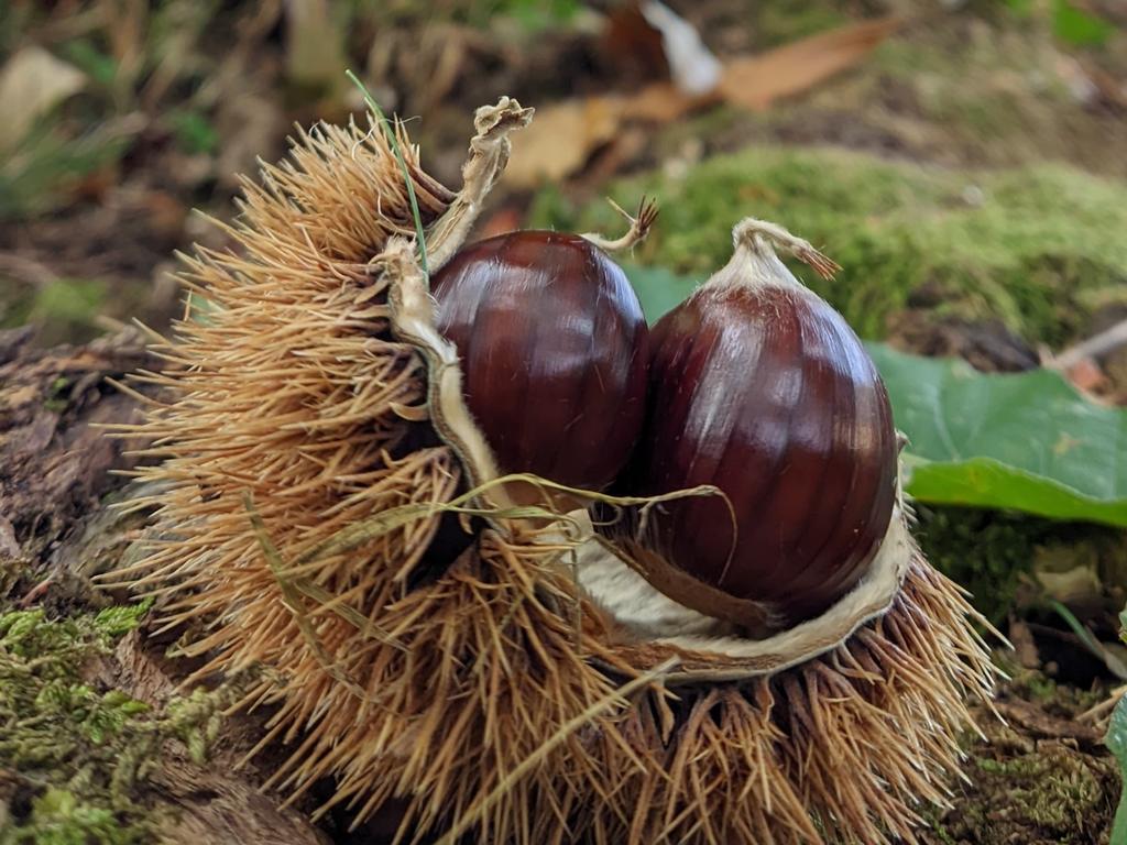 Events and festivals - Visit Lessinia - Official tourist information ...